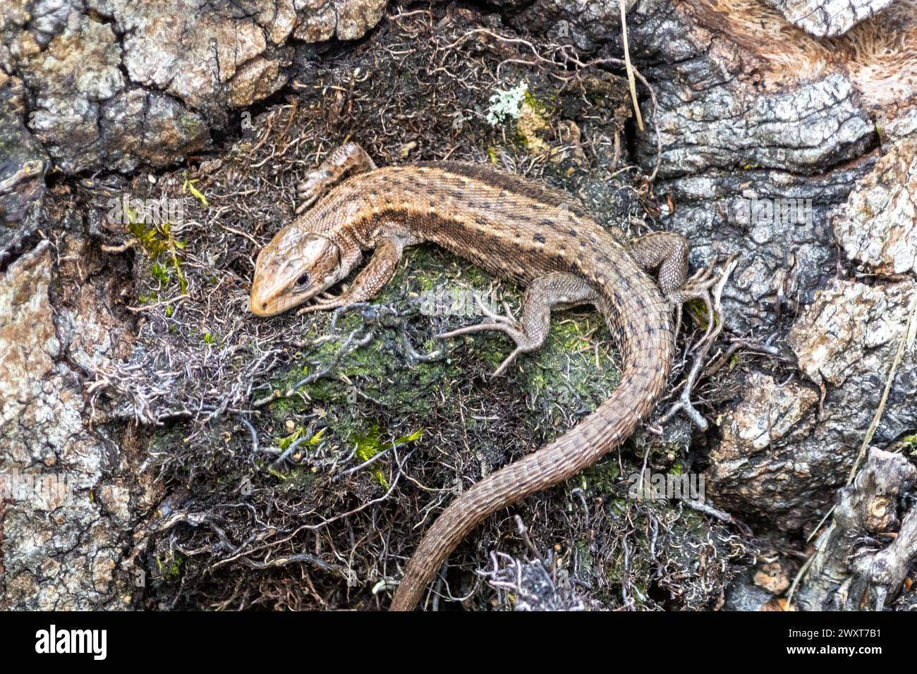 A Common Lizard, Zootoca vivipara finds a hiding spot to bask in among ...