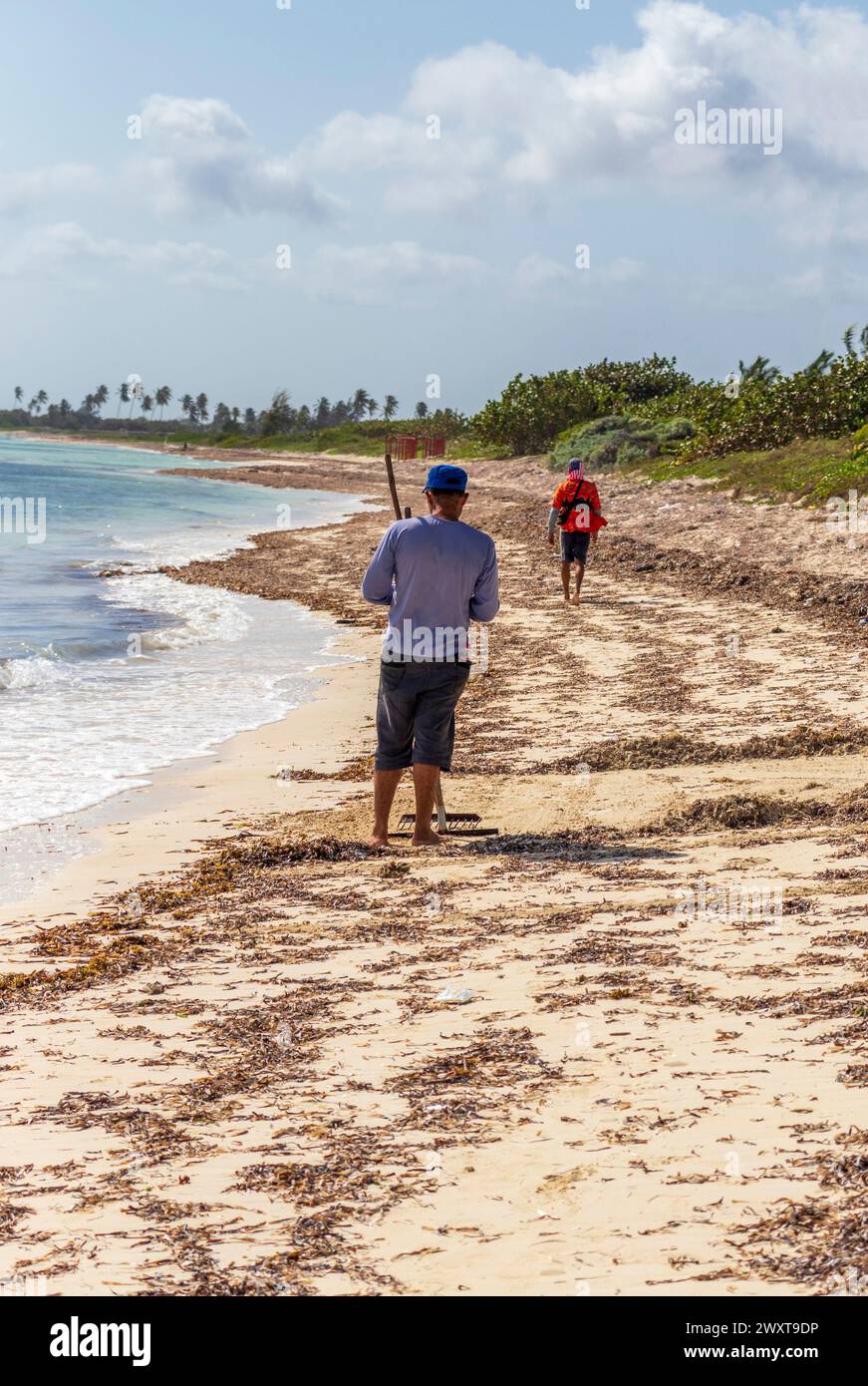 Workers cleaning up the beach from the seaweed Stock Photo - Alamy