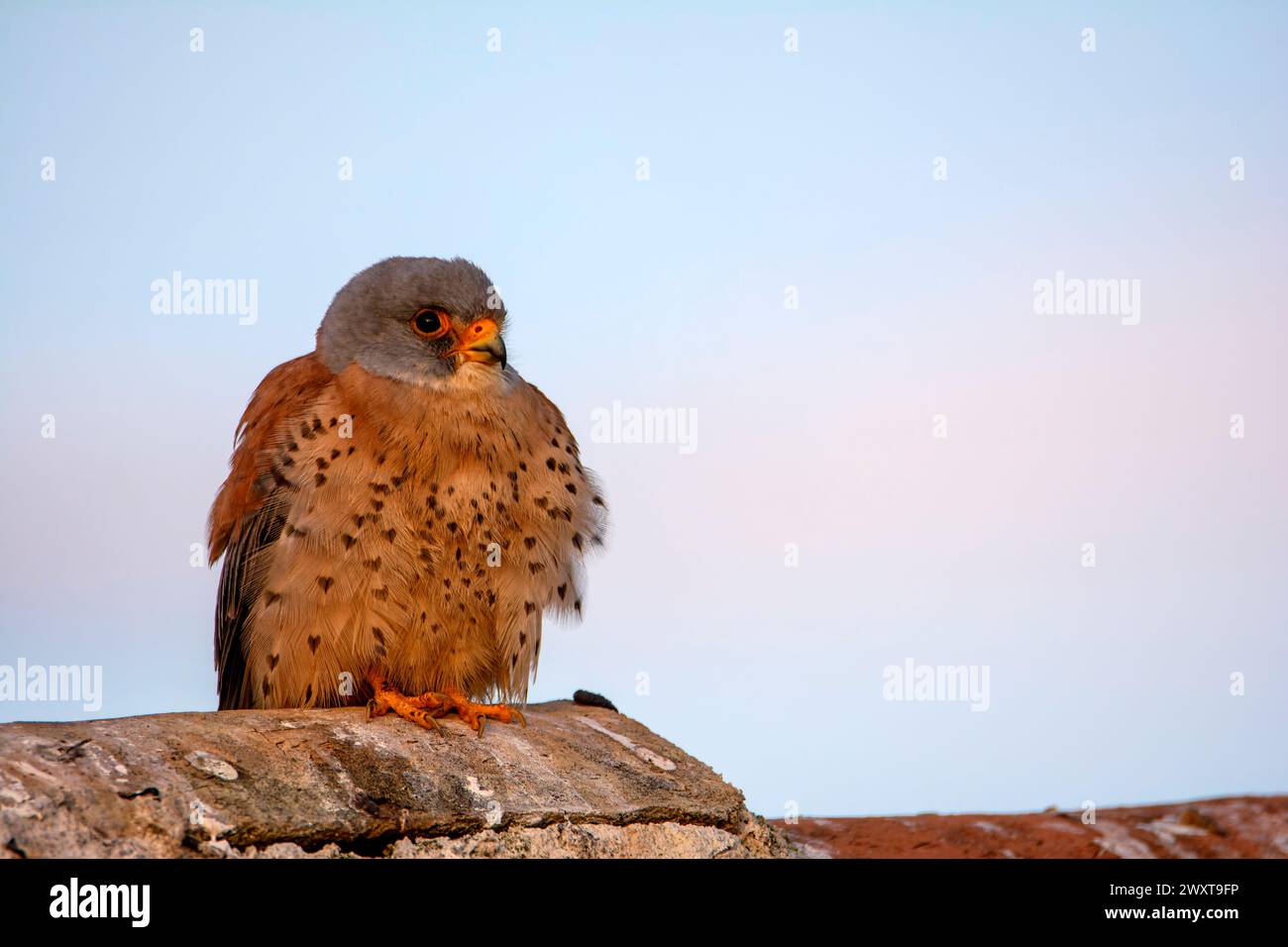 Male lesser kestrel perched on a roof. Wildlife Stock Photo - Alamy