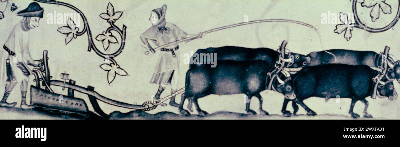 Plowing, illustration from The Luttrell Psalter, 14th century Stock ...