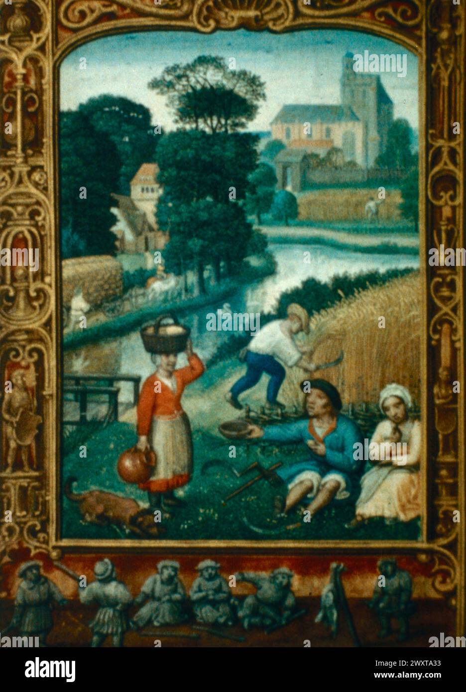 Medieval scene: The harvest, illustration, 15th century Stock Photo - Alamy