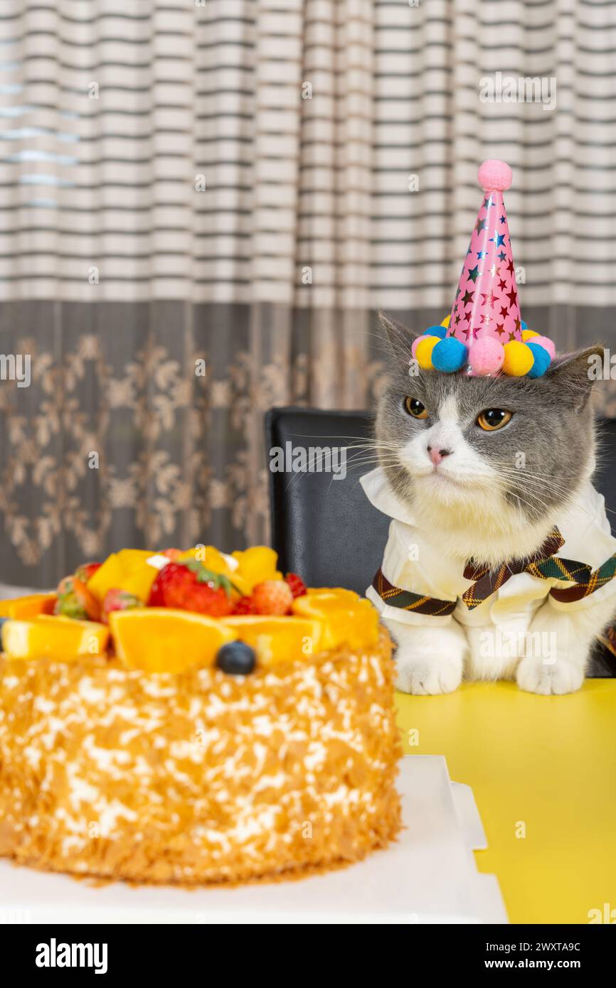 Cat celebrating birthday hi-res stock photography and images - Alamy