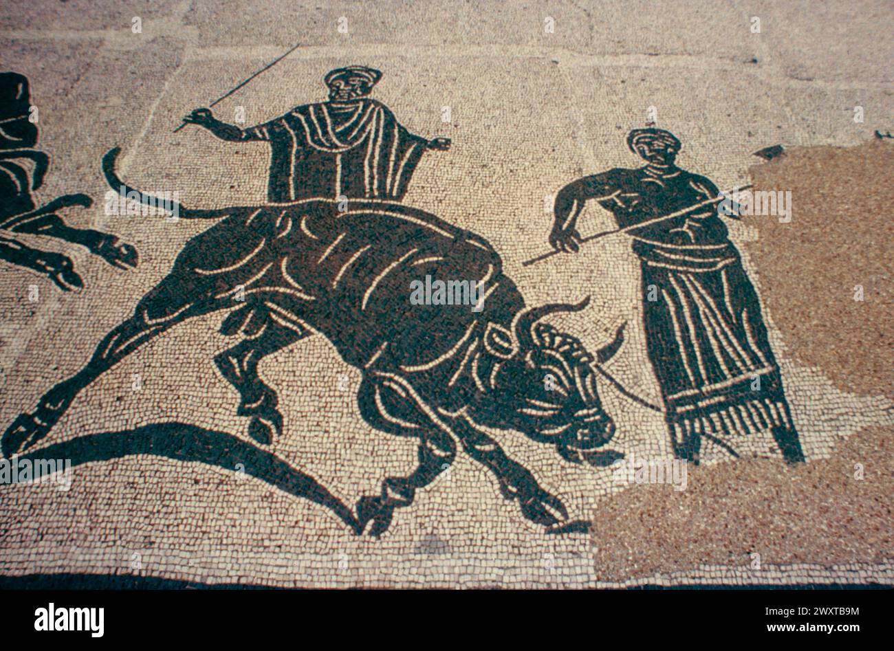 A bull is led to be sacrificed, ancient mosaic, Ostia, Italy 1980s ...