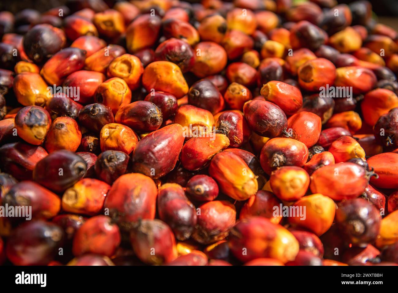 Ripe palm fruit before entering processing Stock Photo - Alamy