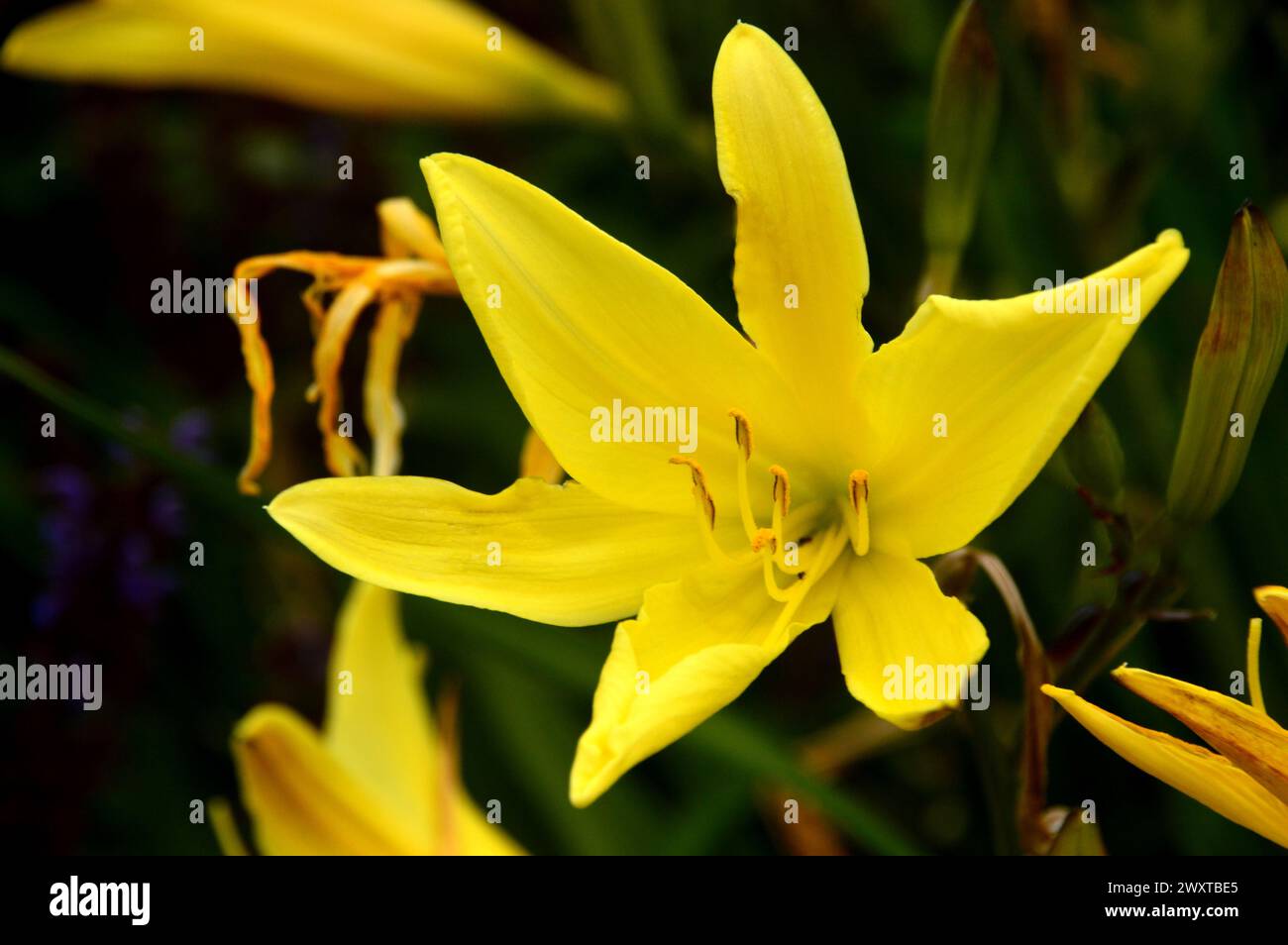 Single Yellow Lily Asiatic (Lilium) Flower grown in the Borders of ...