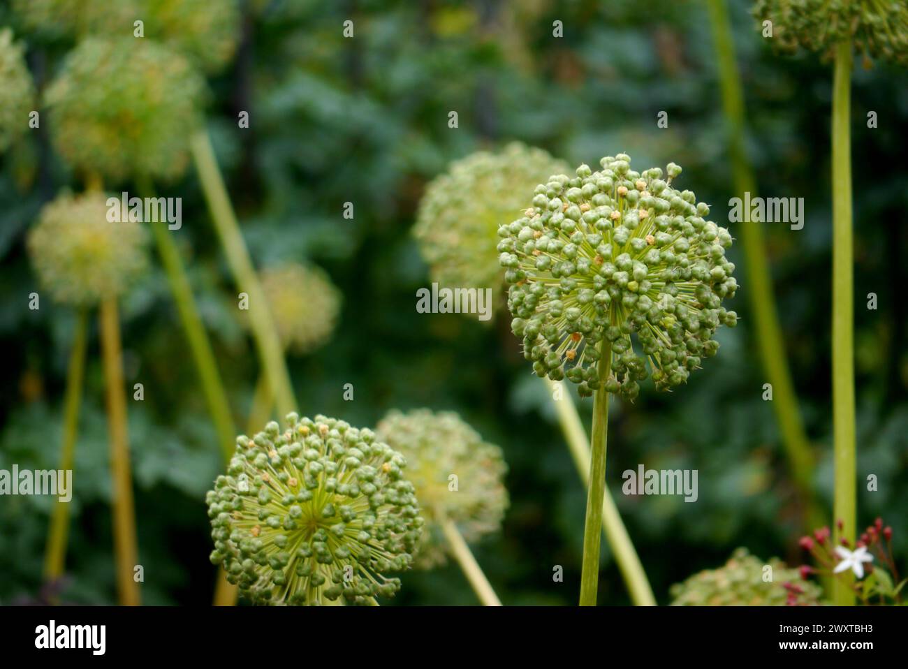 Allium seed heads hi-res stock photography and images - Alamy