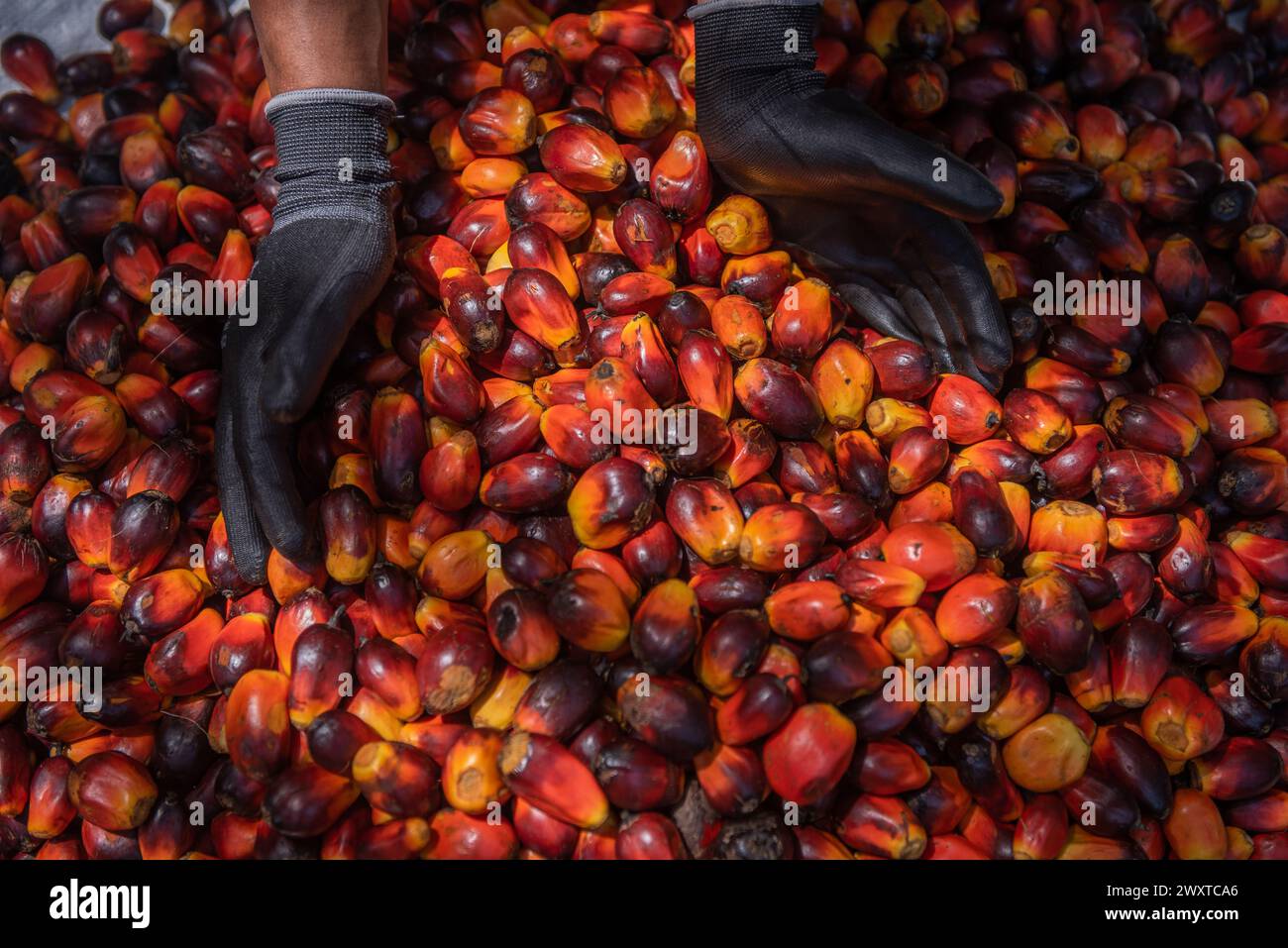 Ripe palm fruit before entering processing Stock Photo - Alamy