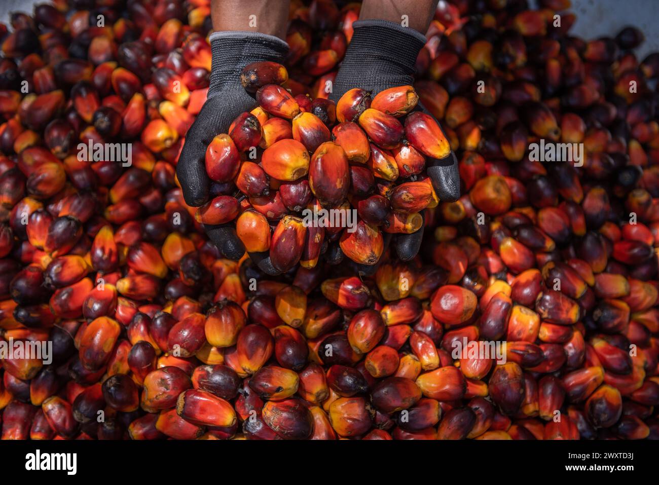 Palm oil processing hi-res stock photography and images - Alamy