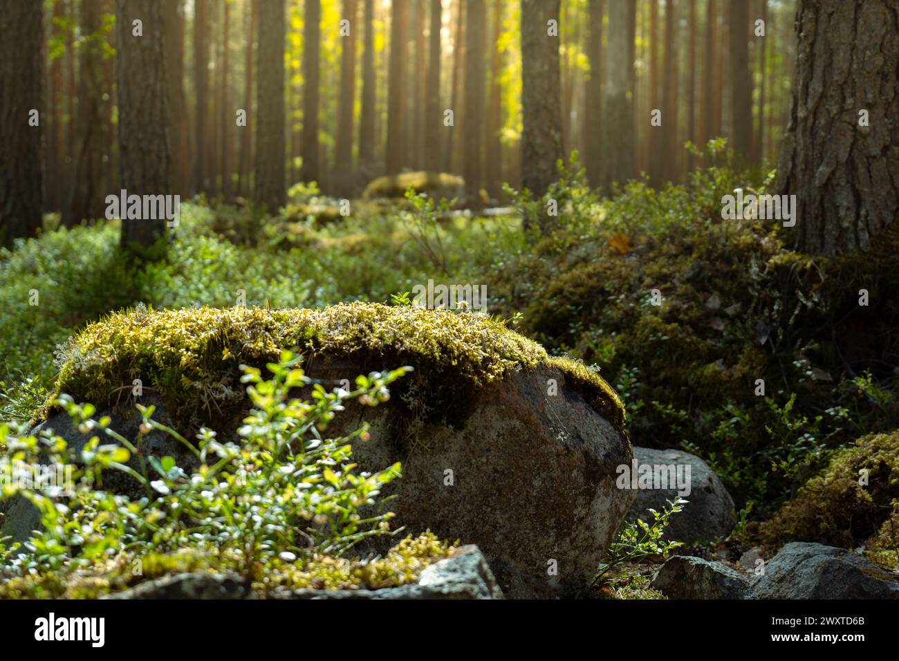 a beautiful forest scenery with sunlight Stock Photo - Alamy