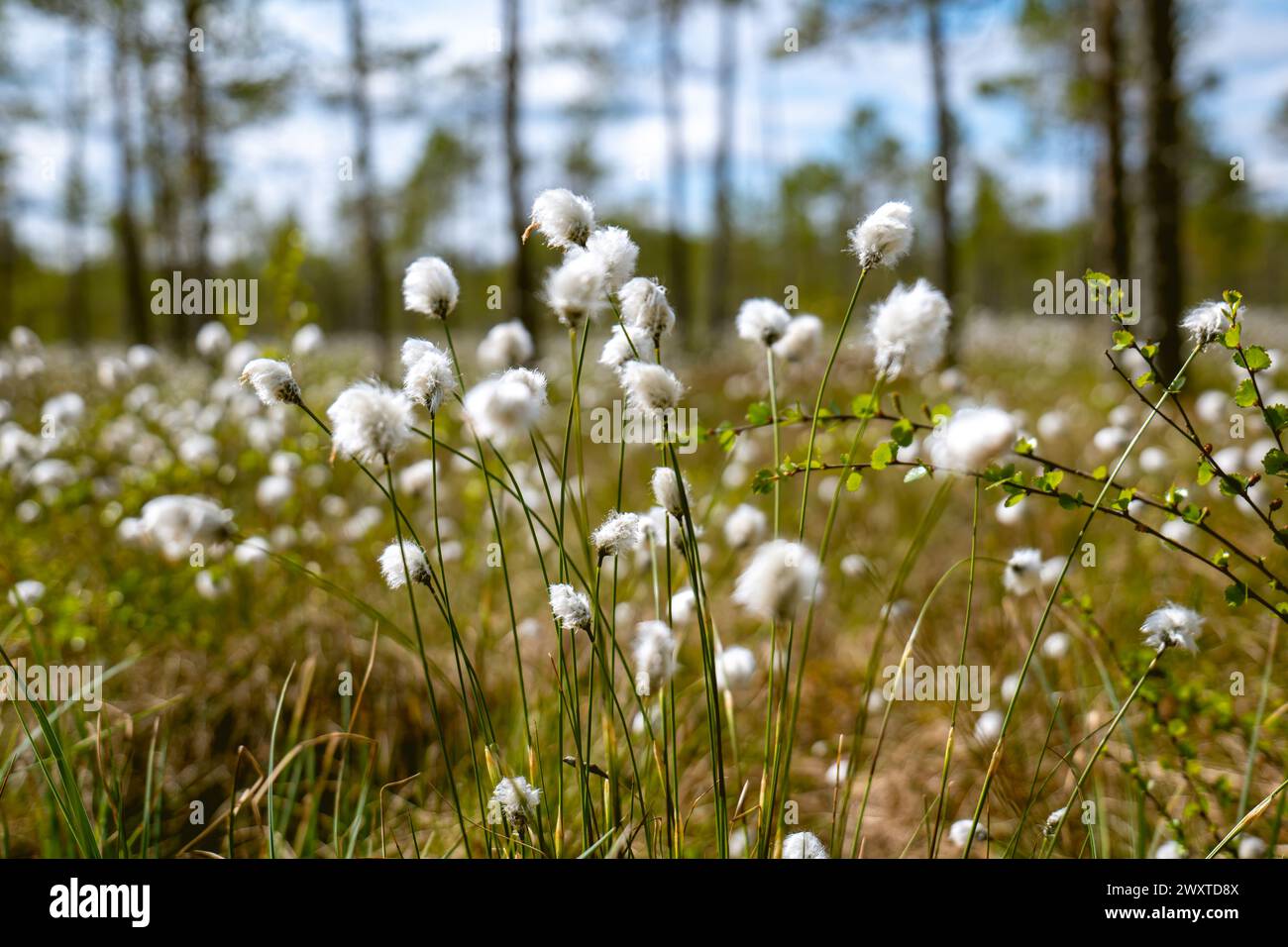 Grass in swamp hi-res stock photography and images - Alamy