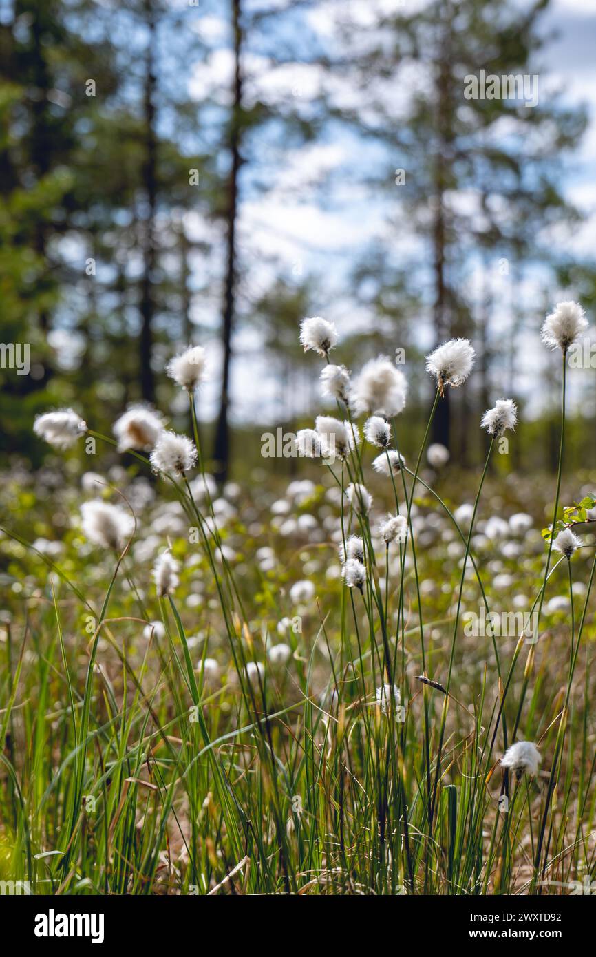 Grass in swamp hi-res stock photography and images - Alamy