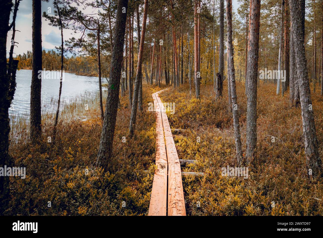 Fores walk hi-res stock photography and images - Alamy