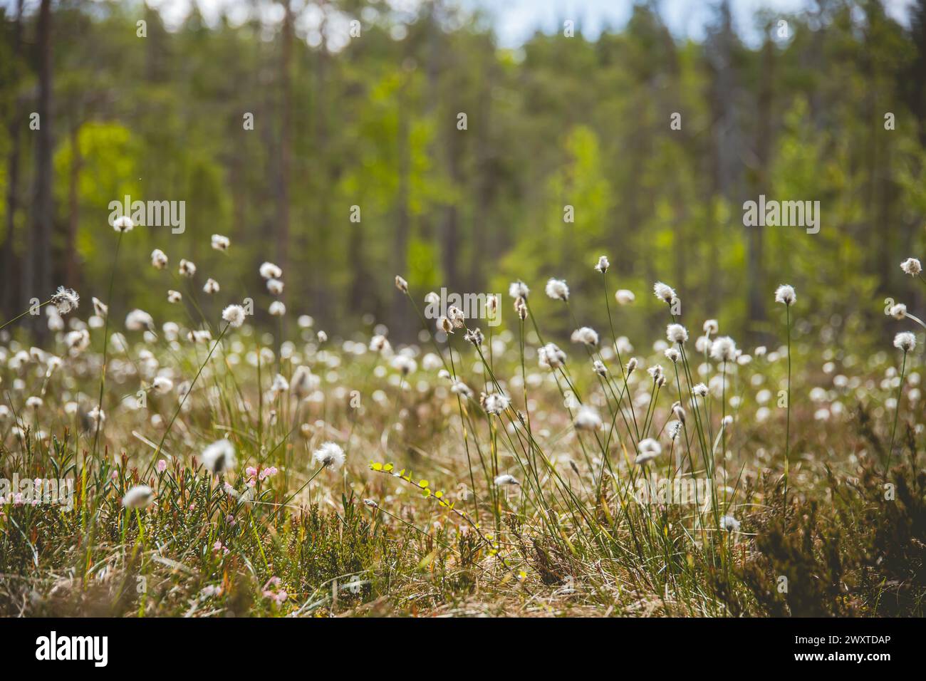 Cotton wool grass hi-res stock photography and images - Alamy