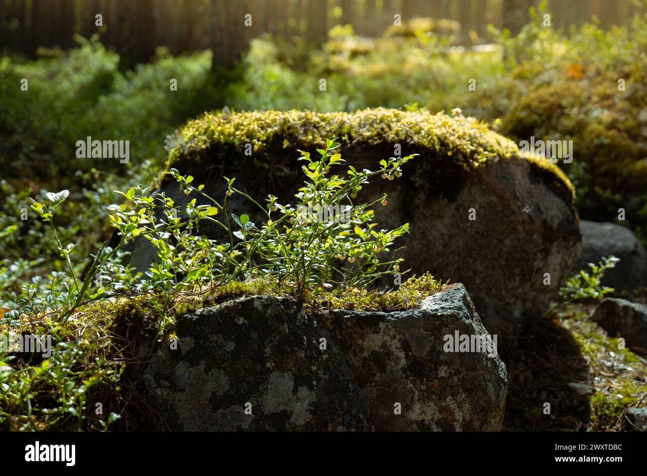 Sunlight and ecosystems hi-res stock photography and images - Alamy