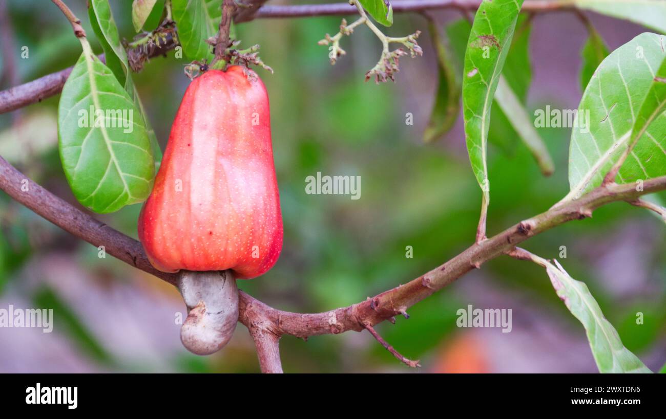 Flawed cashew nut with scars and marks which were caused by disease ...