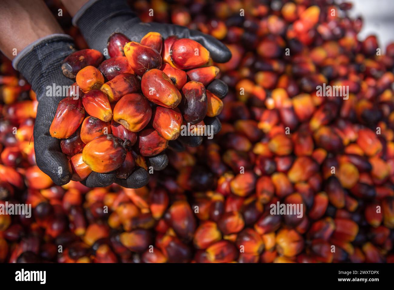 Ripe palm fruit before entering processing Stock Photo - Alamy