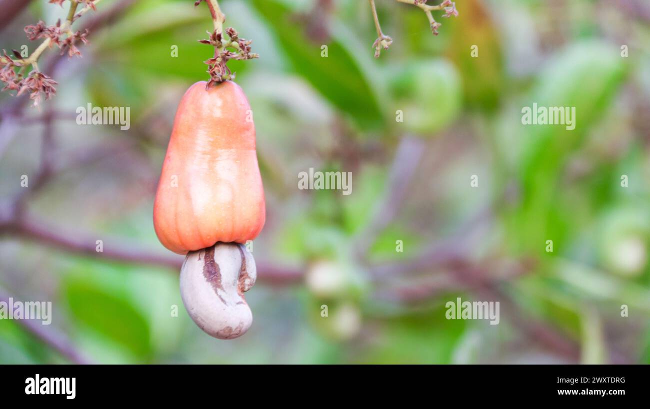 Flawed cashew nut with scars and marks which were caused by disease ...