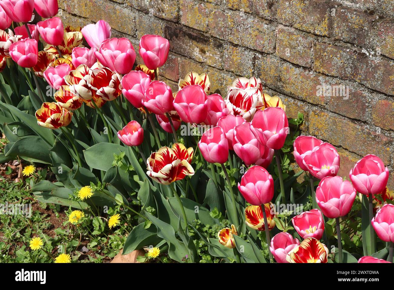 Showy Tulips Against Ancient Brick Wall Stock Photo - Alamy