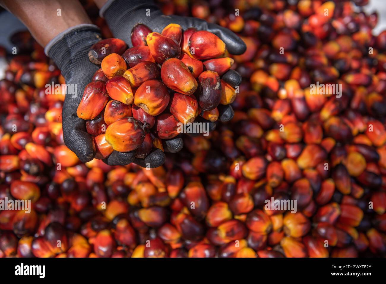 Ripe palm fruit before entering processing Stock Photo - Alamy