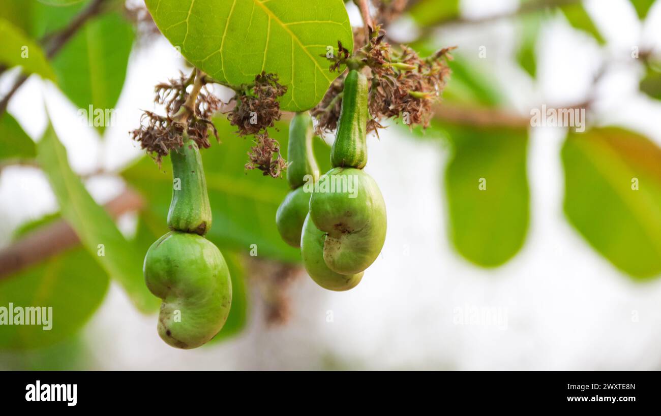 Flawed cashew nut with scars and marks which were caused by disease ...