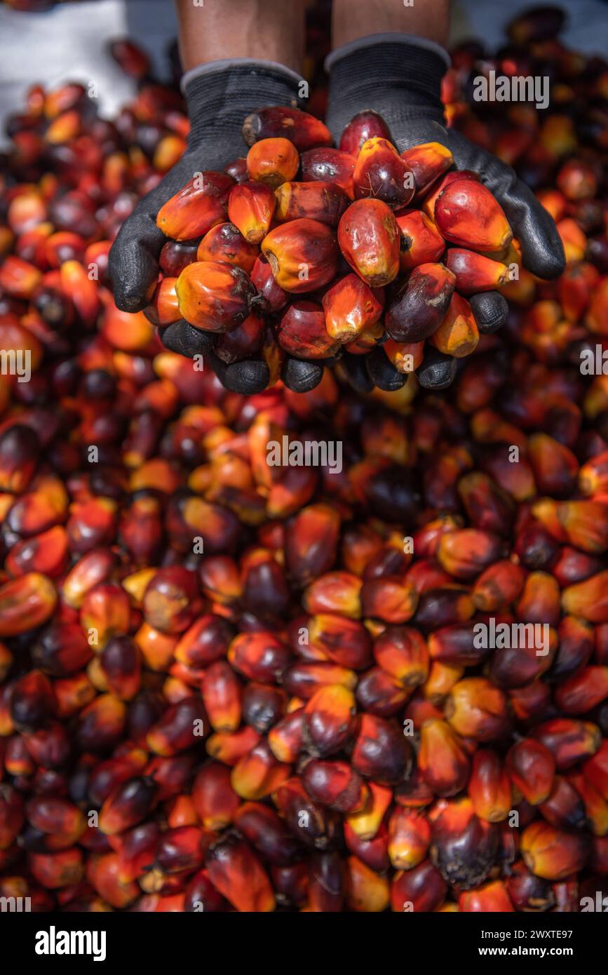 Palm oil processing hi-res stock photography and images - Alamy