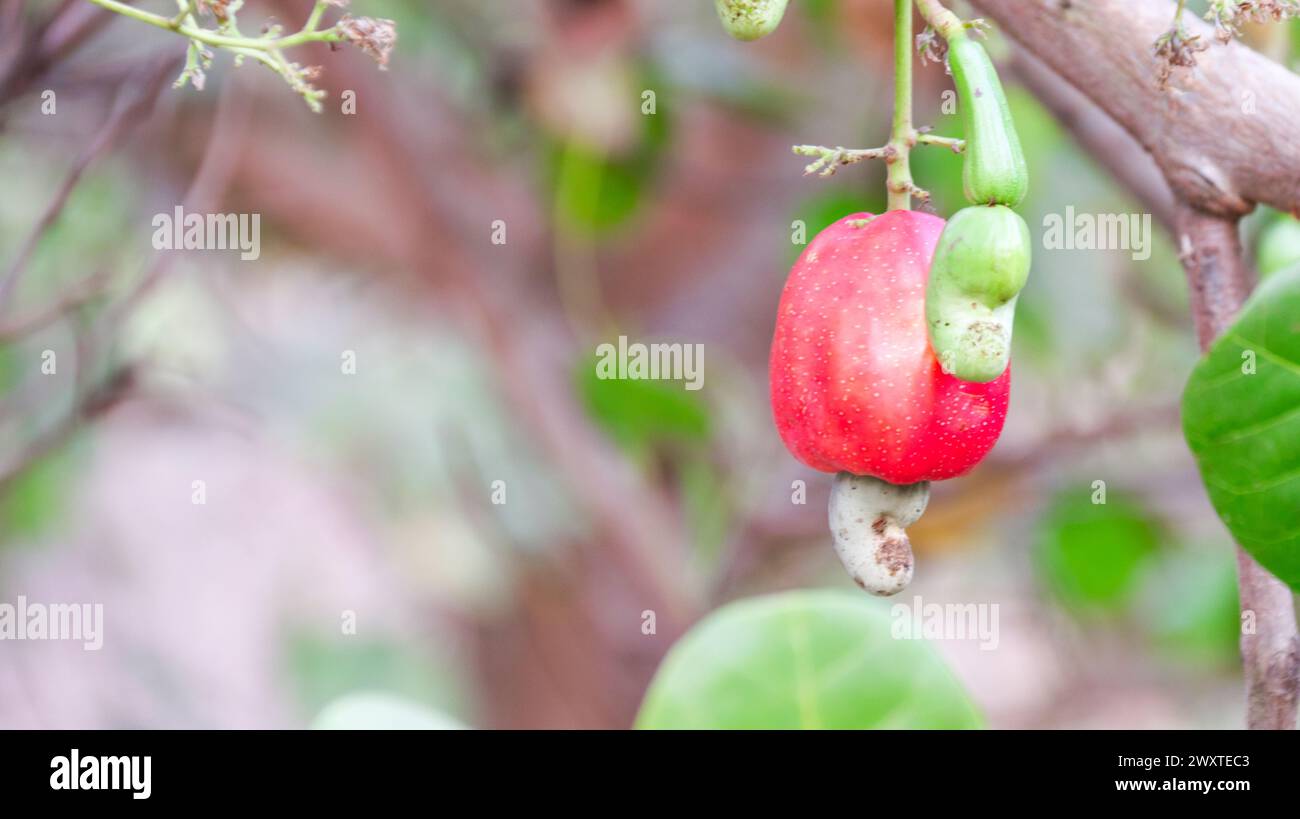 Flawed cashew nut with scars and marks which were caused by disease ...