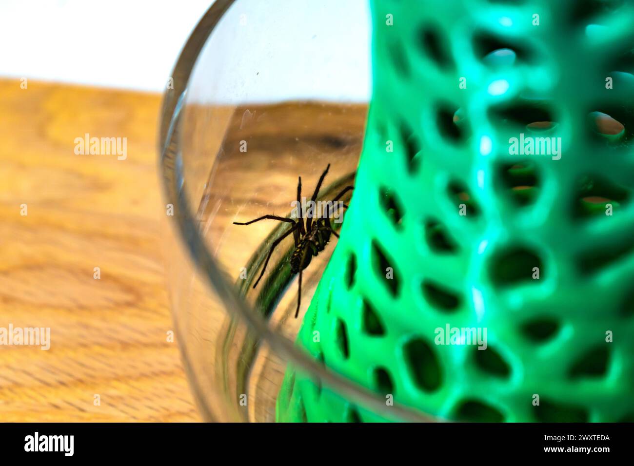 Indoor tegenarian spider, in a glass jar and a coral structure in a ...