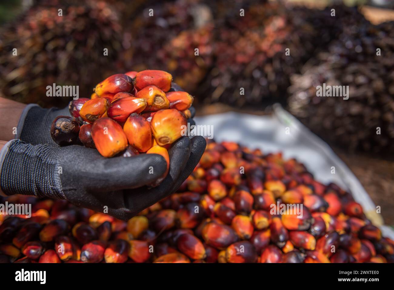 Ripe palm fruit before entering processing Stock Photo - Alamy