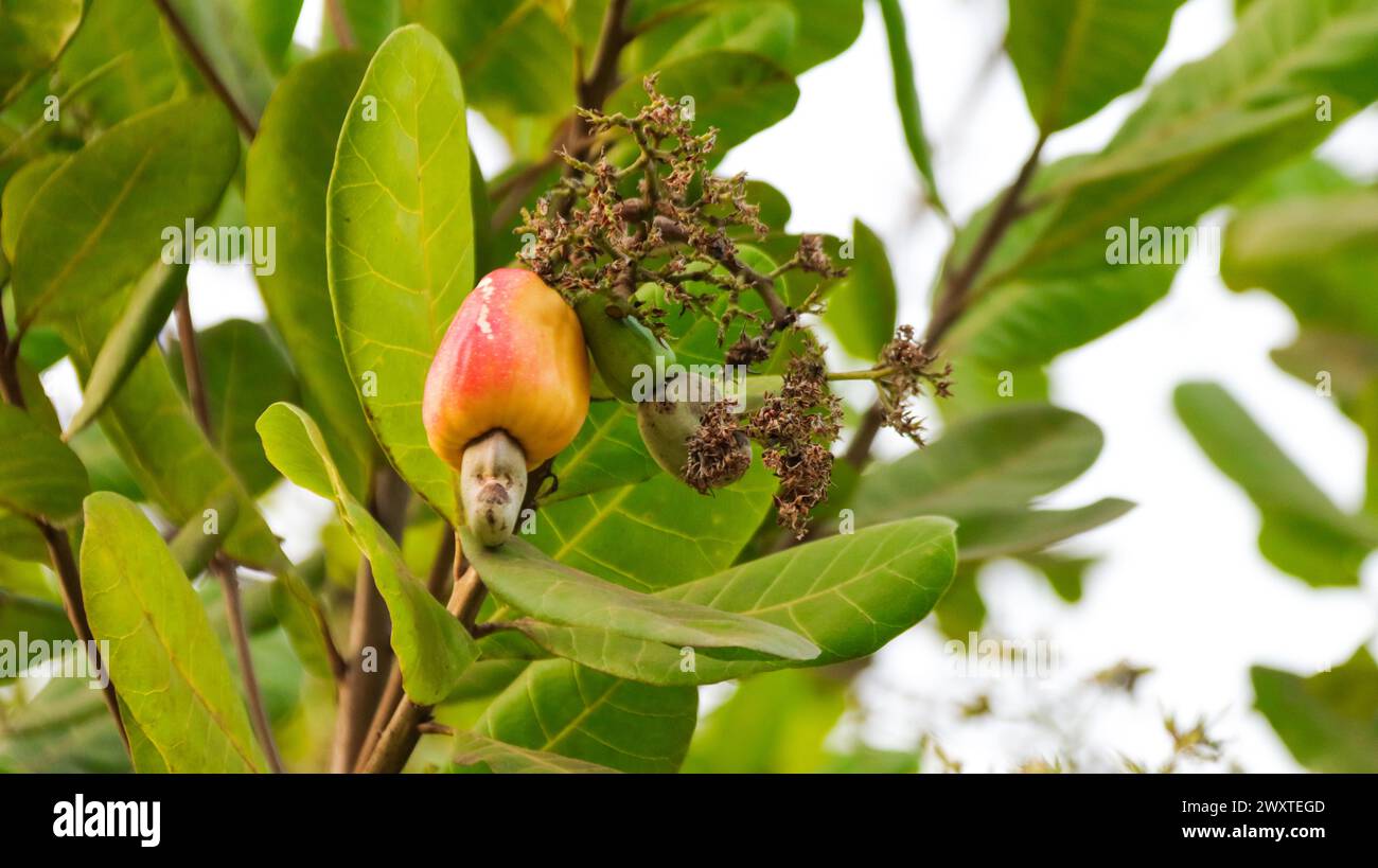 Flawed cashew nut with scars and marks which were caused by disease ...