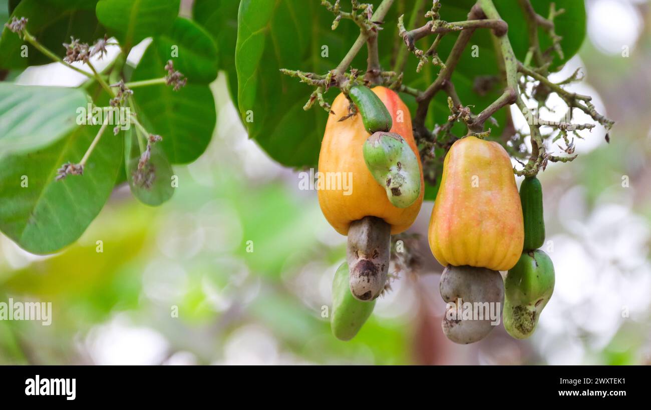 Flawed cashew nut with scars and marks which were caused by disease ...