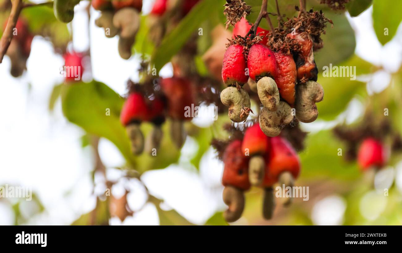 Flawed cashew nut with scars and marks which were caused by disease ...