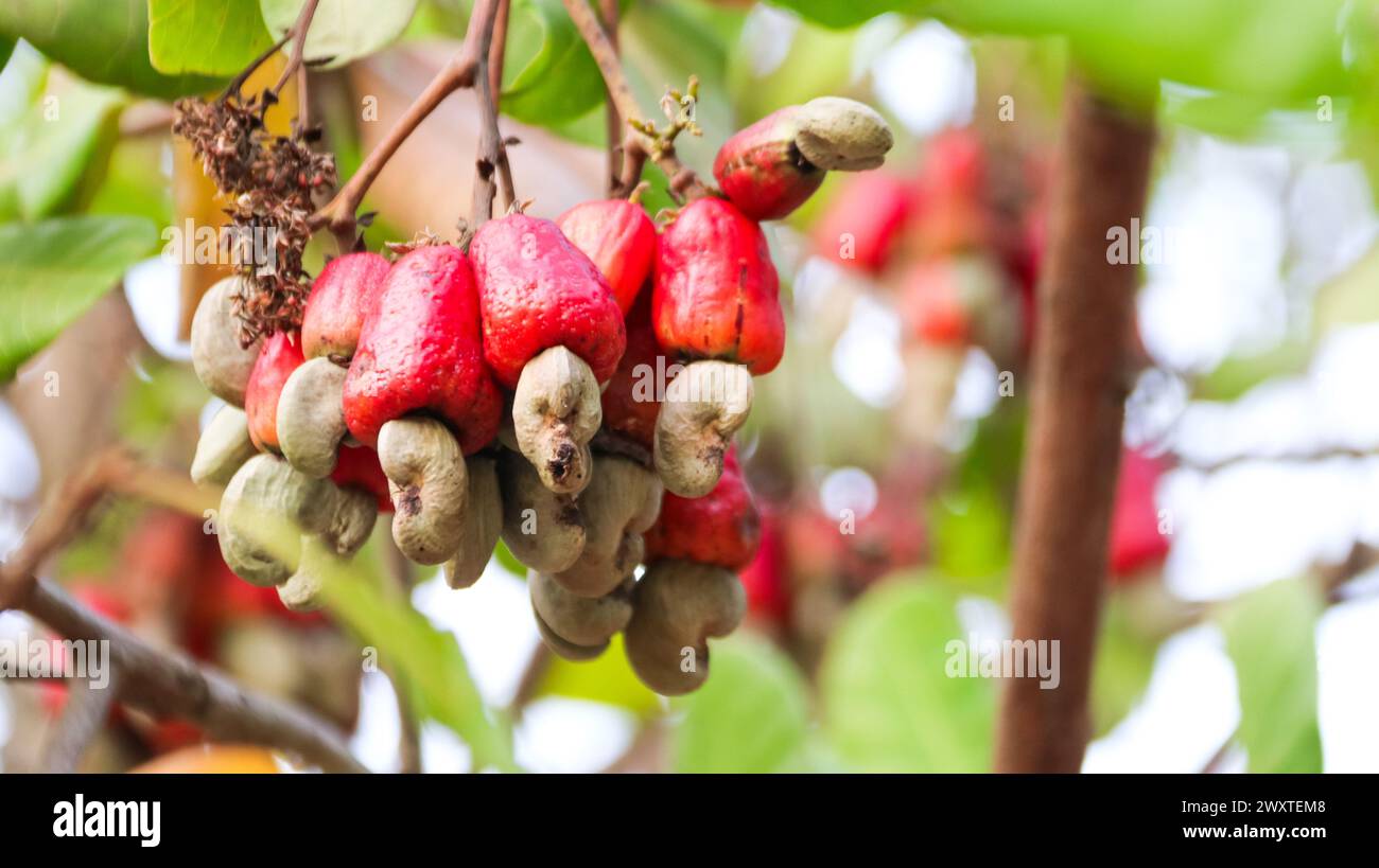 Flawed cashew nut with scars and marks which were caused by disease ...