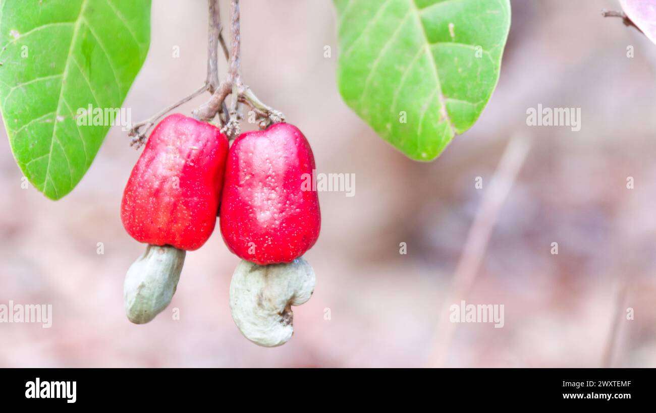 Flawed cashew nut with scars and marks which were caused by disease ...
