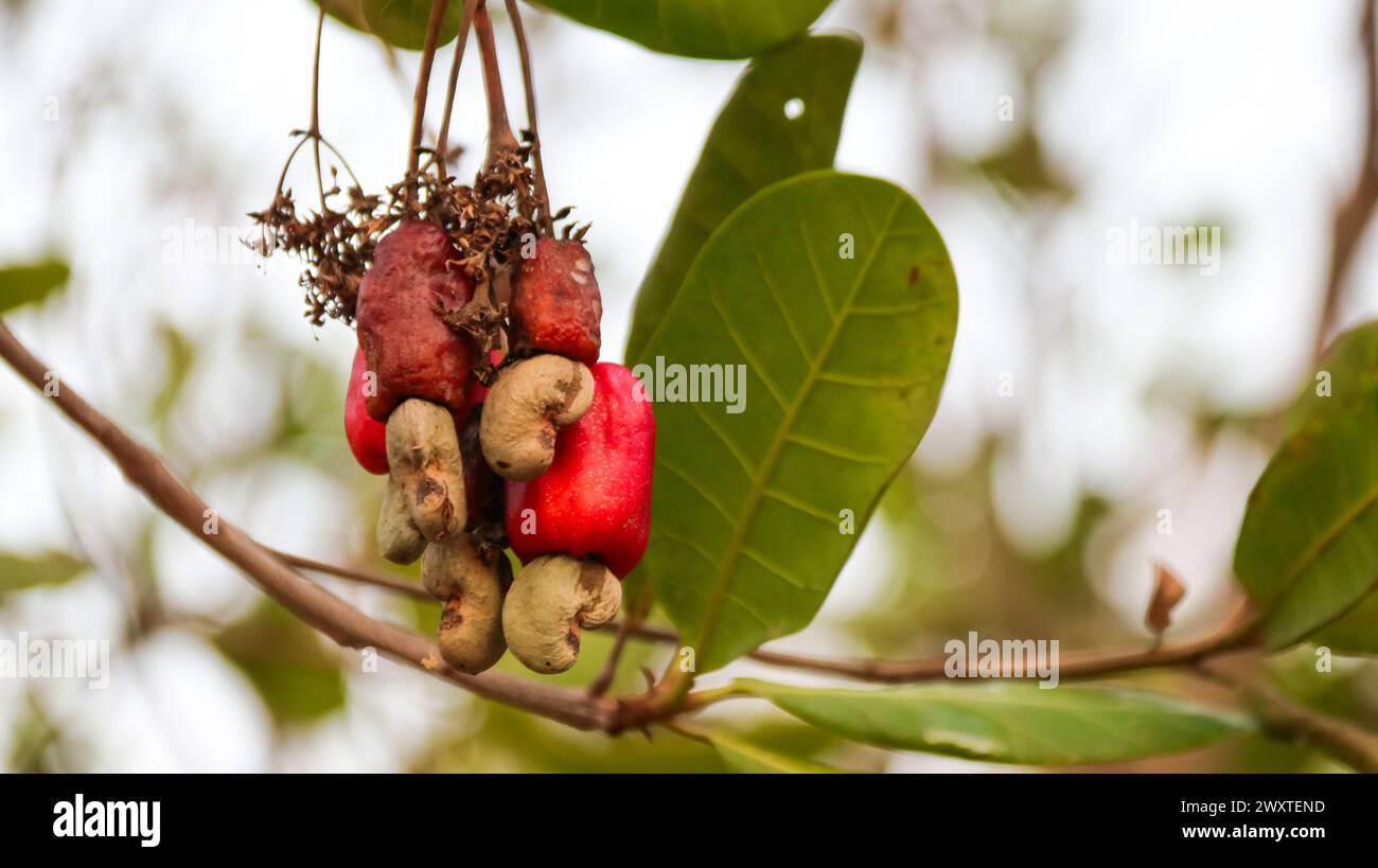 Flawed cashew nut with scars and marks which were caused by disease ...