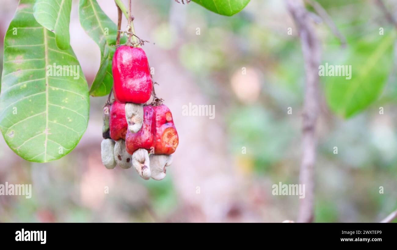 Flawed cashew nut with scars and marks which were caused by disease ...