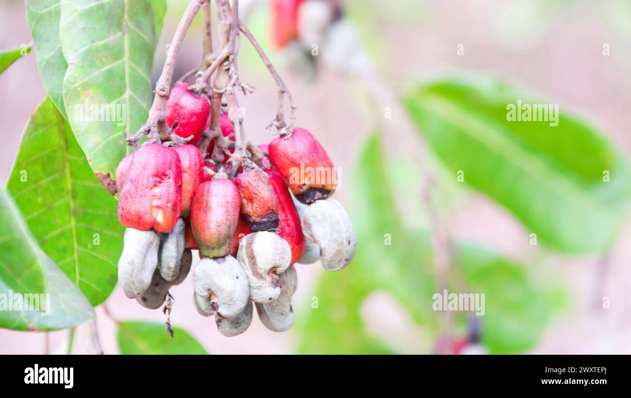 Flawed cashew nut with scars and marks which were caused by disease ...