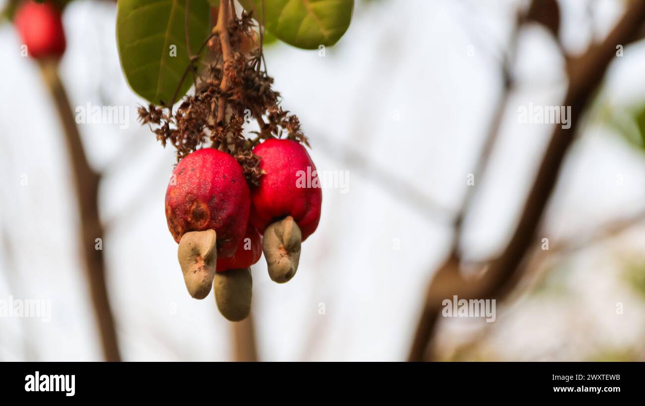 Flawed cashew nut with scars and marks which were caused by disease ...