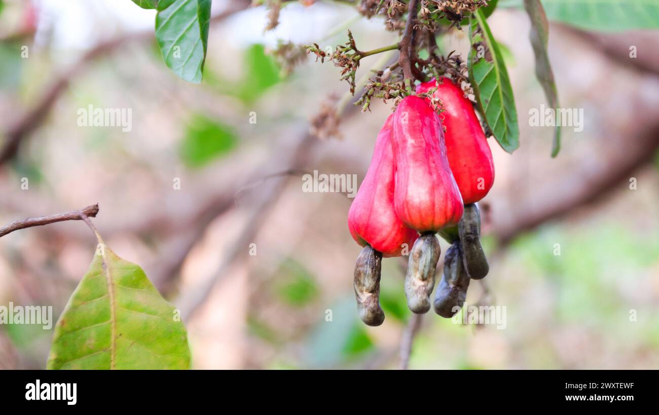 Flawed cashew nut with scars and marks which were caused by disease ...