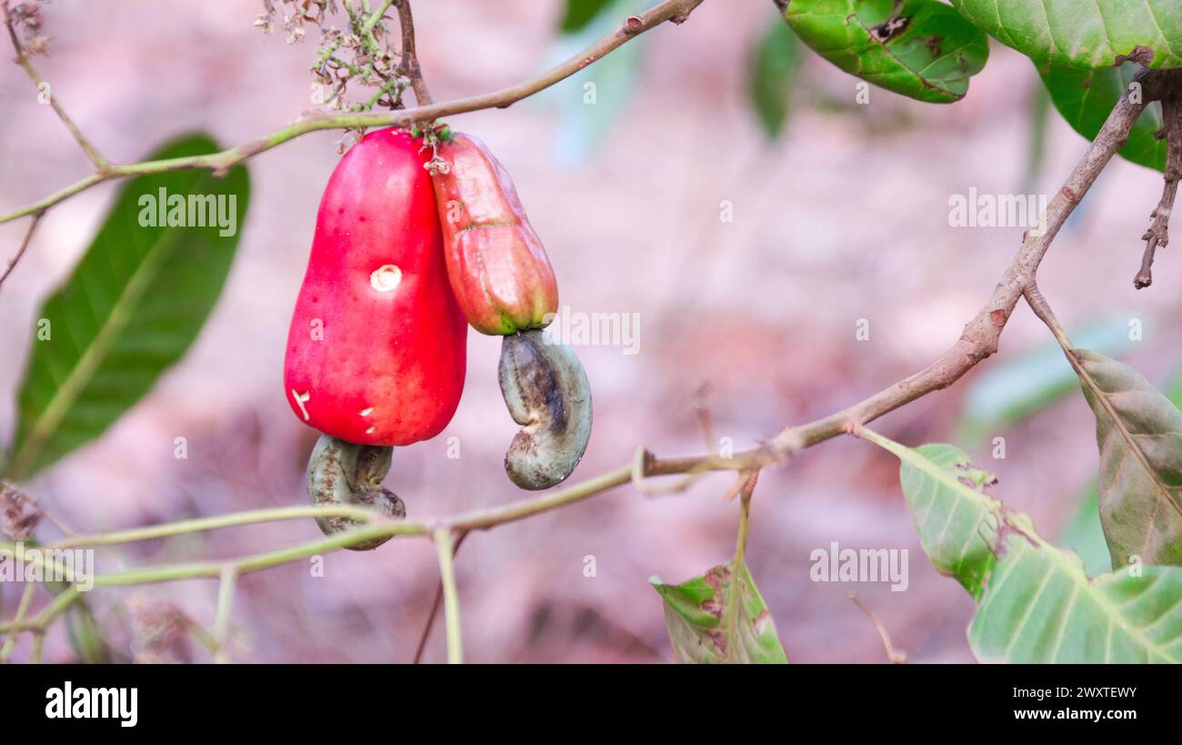 Flawed cashew nut with scars and marks which were caused by disease ...