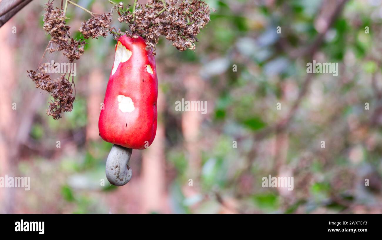 Flawed cashew nut with scars and marks which were caused by disease ...
