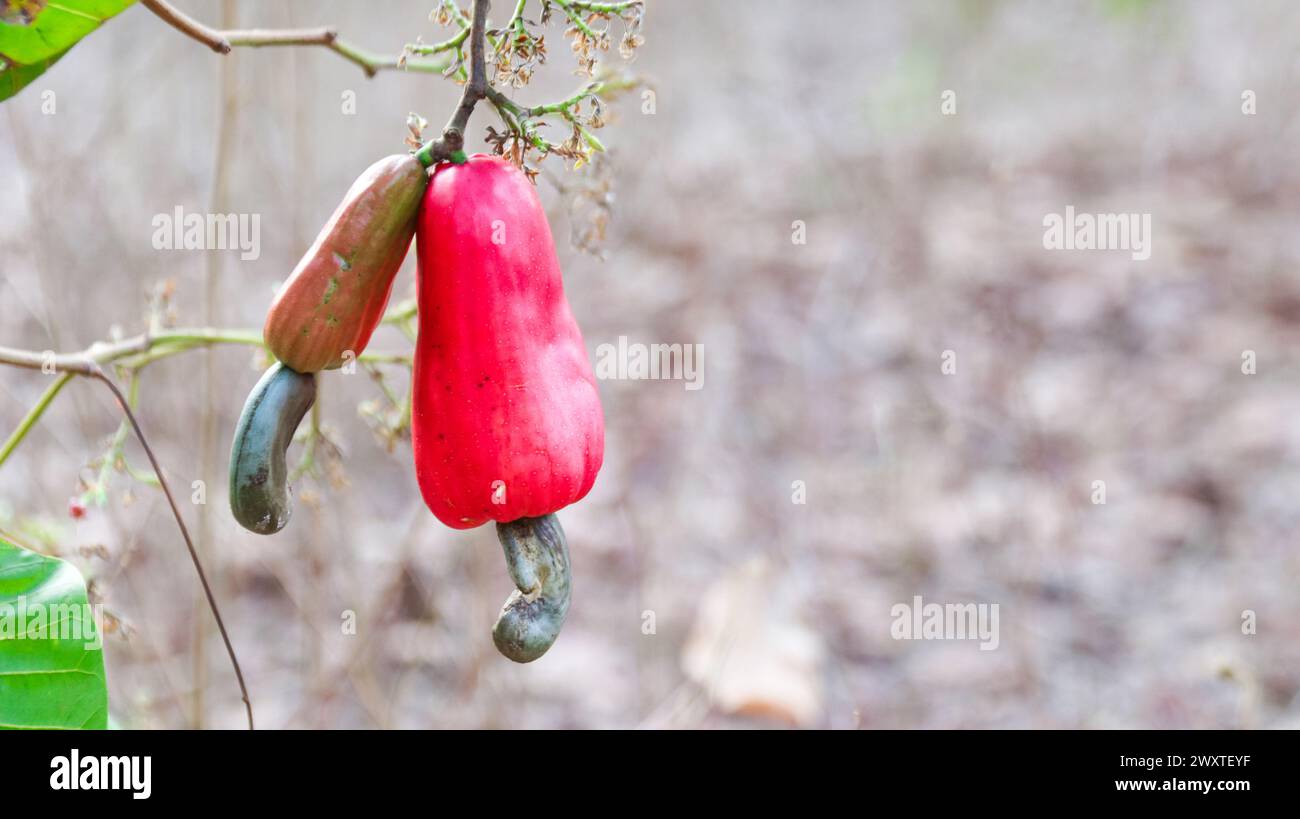 Flawed cashew nut with scars and marks which were caused by disease ...