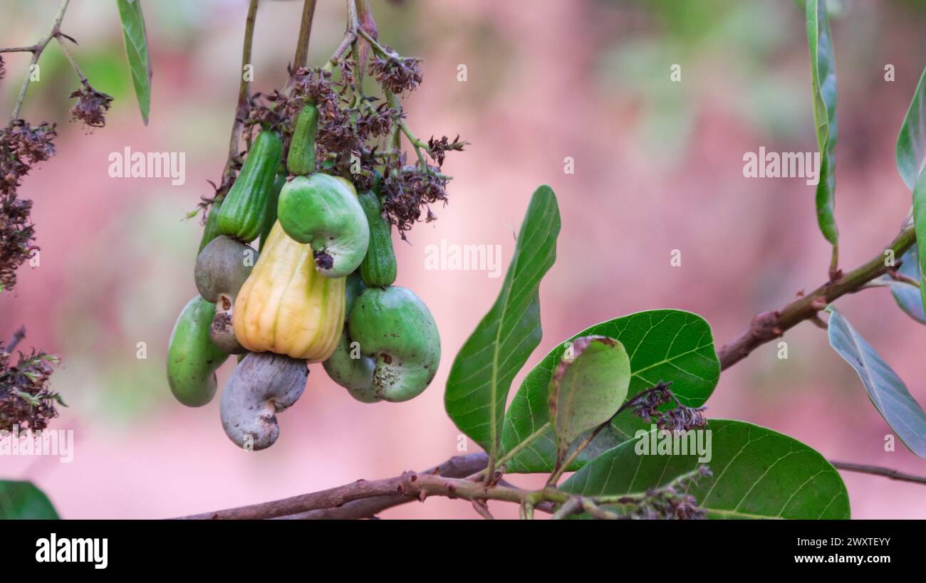 Flawed cashew nut with scars and marks which were caused by disease ...