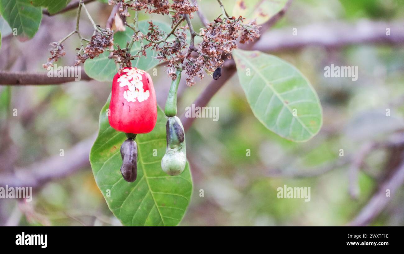 Flawed cashew nut with scars and marks which were caused by disease ...