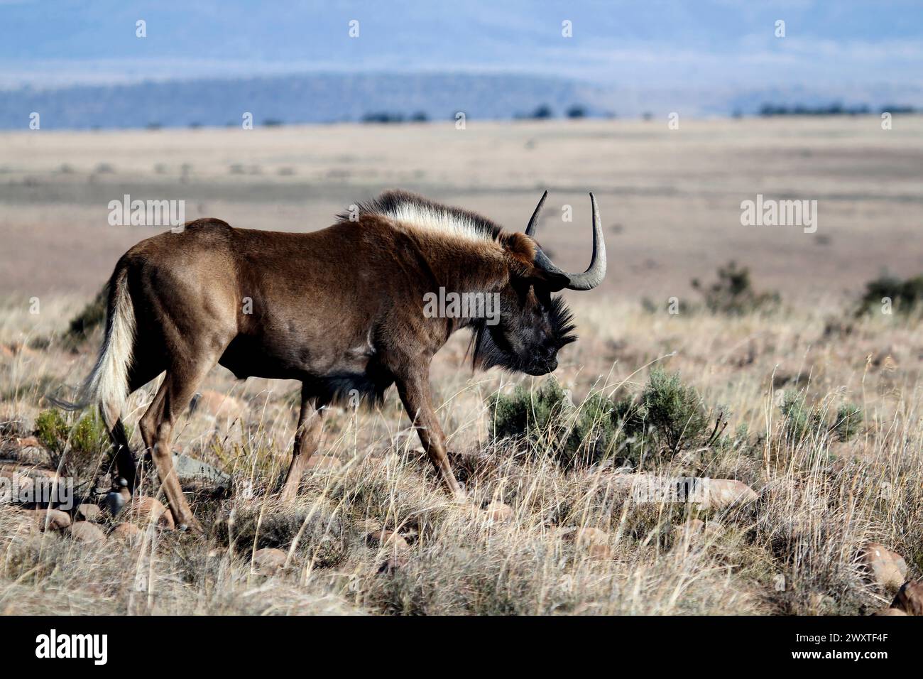 Black wildebees hi-res stock photography and images - Alamy