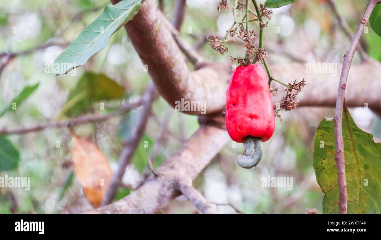 Flawed cashew nut with scars and marks which were caused by disease ...