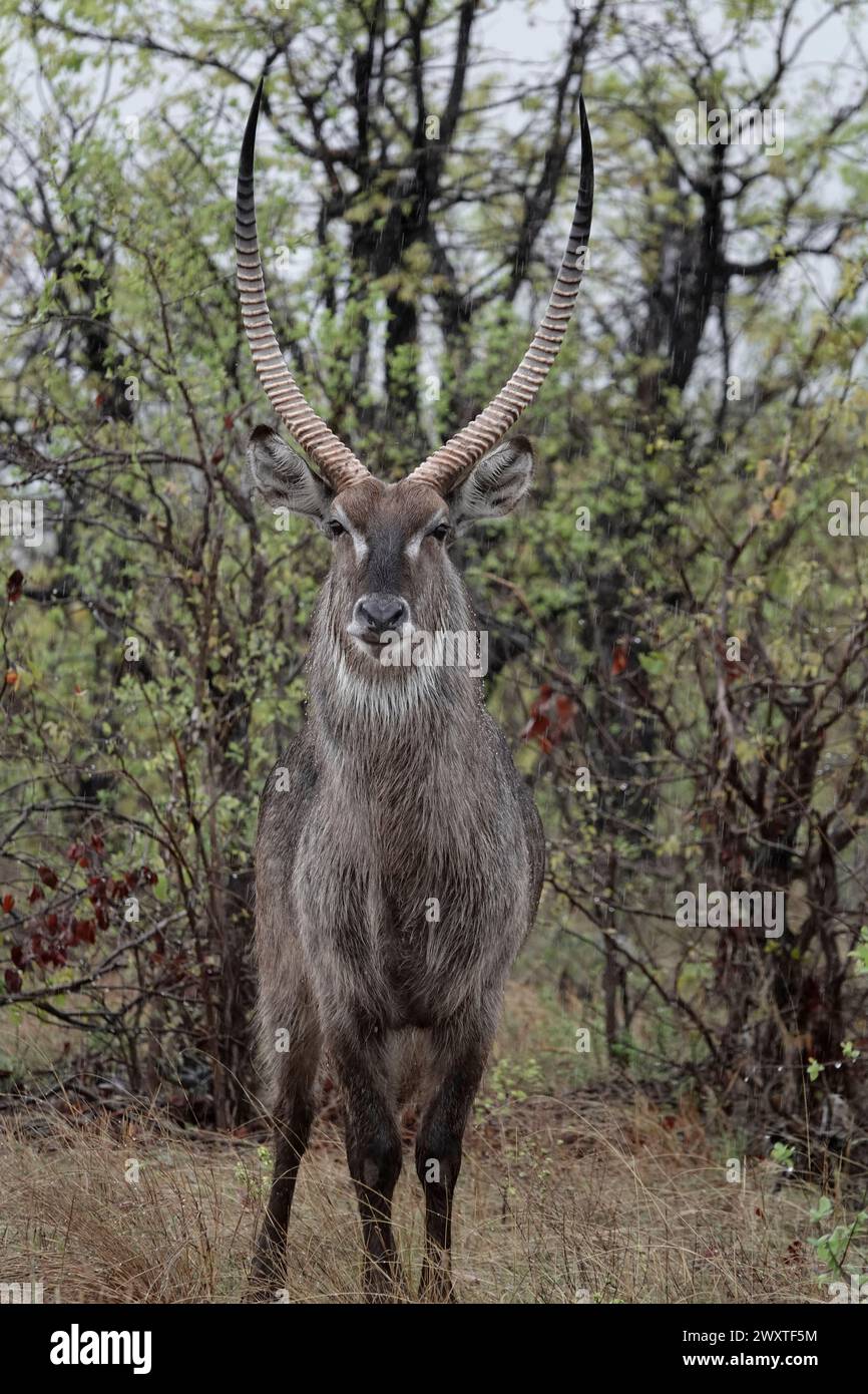 Buck species hi-res stock photography and images - Alamy