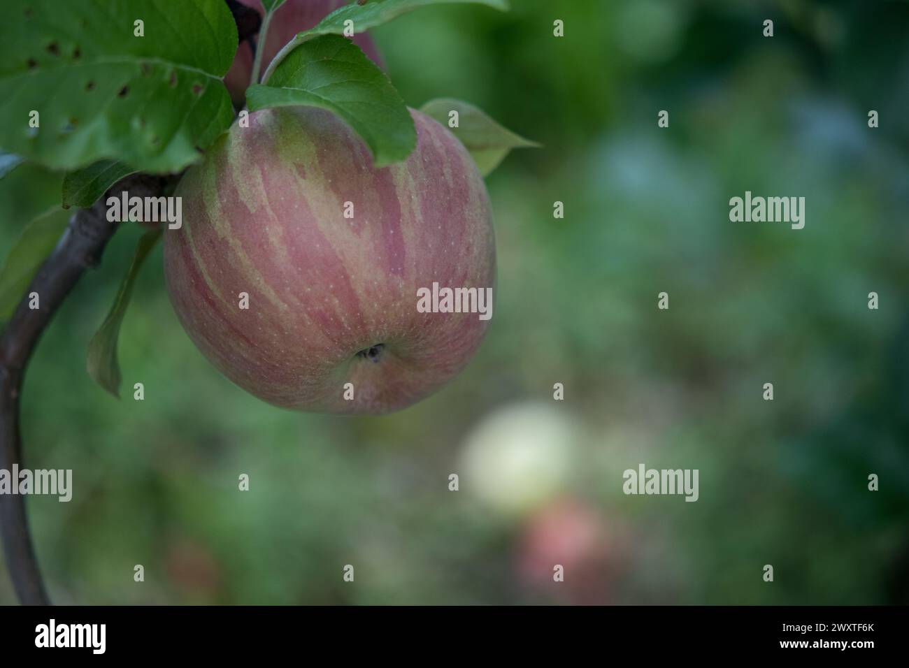 Colorful apple tree hi-res stock photography and images - Alamy