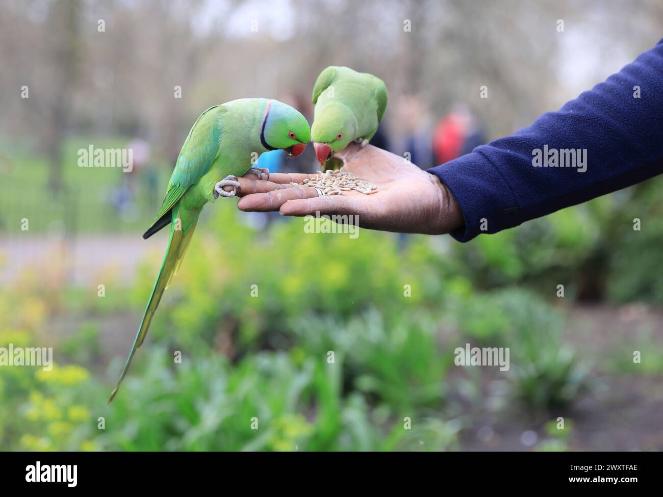 Ring tailed parakeets on Easter Monday on April 1st 2024, in St James ...