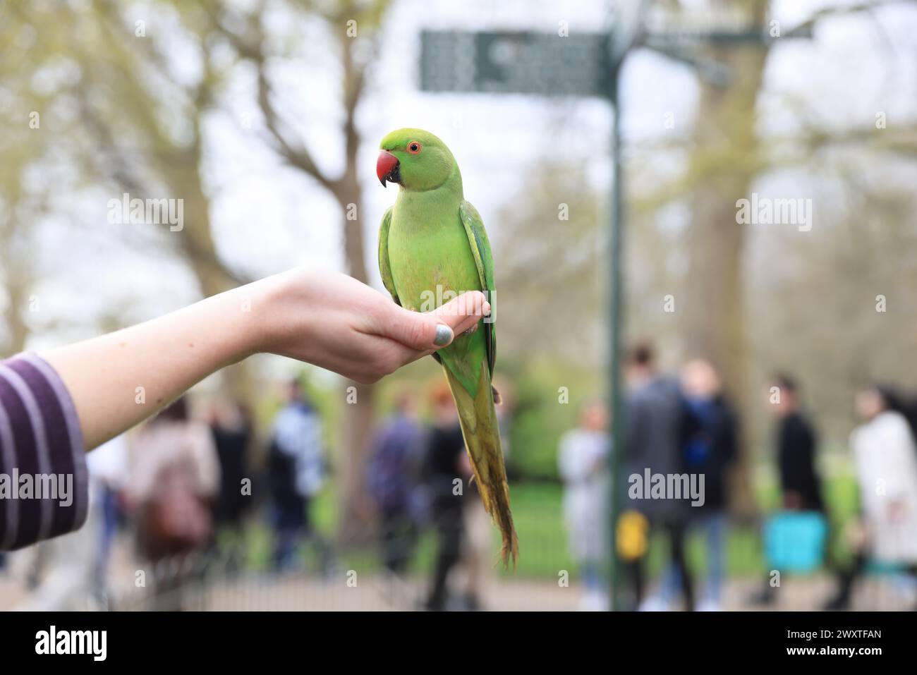 Ring tailed parakeets on Easter Monday on April 1st 2024, in St James ...