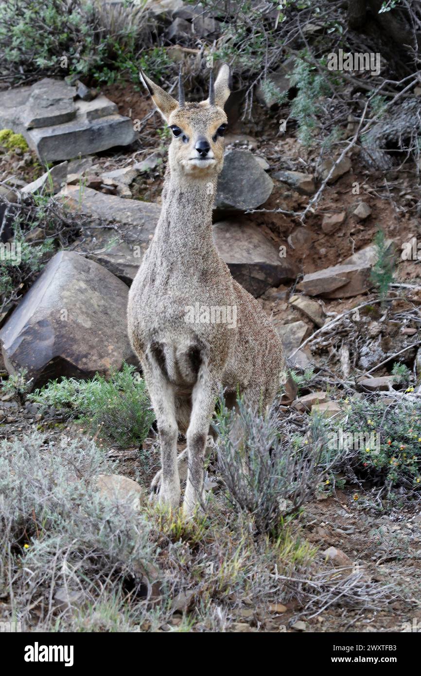 Antidorcas marsupialis africa buck hi-res stock photography and images ...